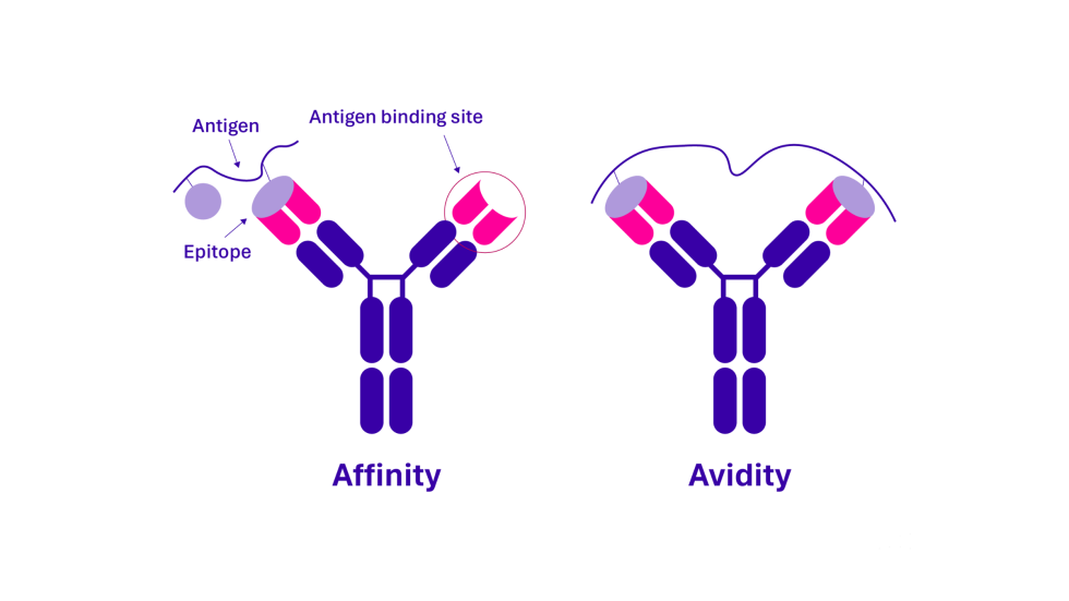 Affinity vs Avidity — what’s the difference? - Fluidic Sciences Ltd