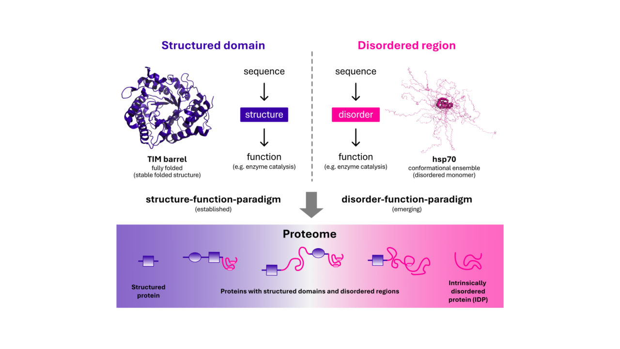 What are intrinsically disordered proteins (IDPs)? And how do they differ from ordered proteins ...