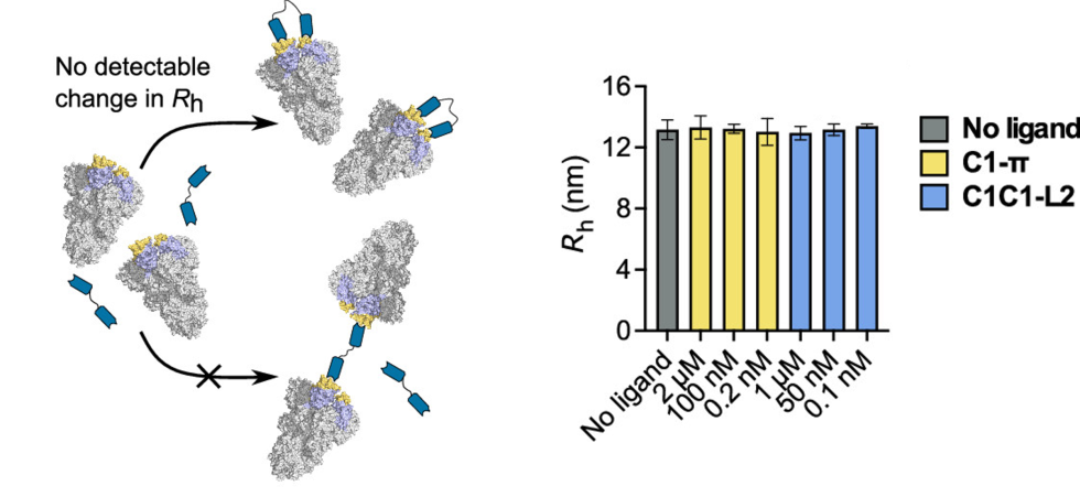 Antibody engineering - Fluidic Sciences Ltd