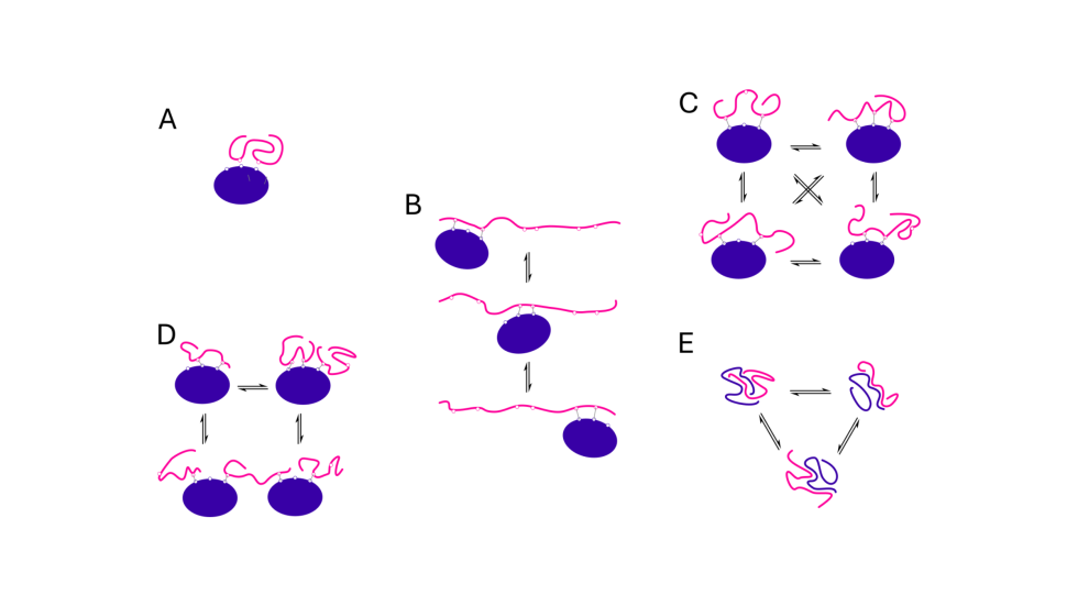 Intrinsically disordered proteins and their dynamic multivalent ...